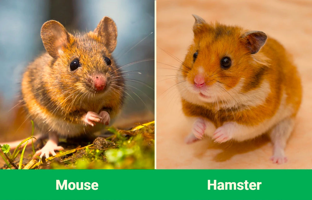 Blog – Happy Habitats Store